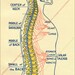 Autonomic Spinal Centers Nervous System Poster Chiropractic - Etsy