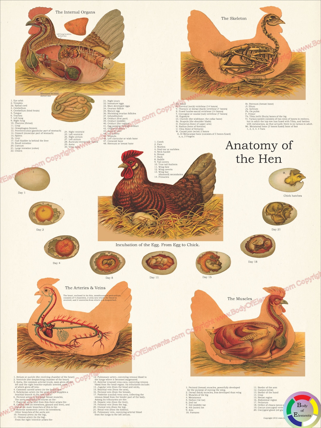 Chicken Hen Muscle Skeletal Anatomy Poster 18" X 24" Anatomical ...