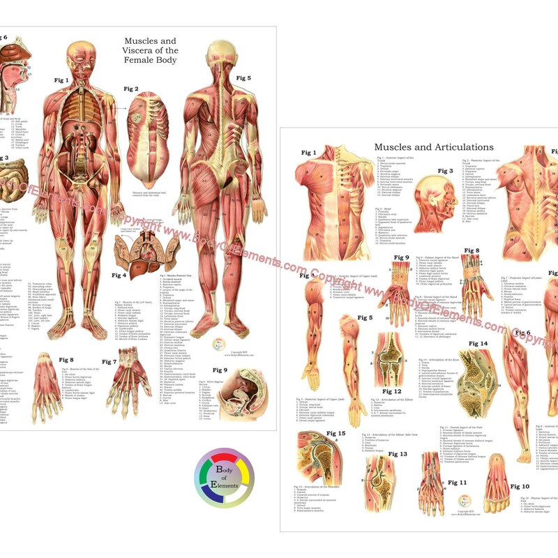 Female Anatomy - Etsy