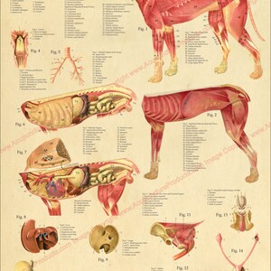 3 Dog Muscular Skeletal Nerves Canine Anatomy Posters 18 X 24 ...