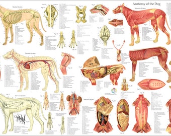 Poster Anatomy Dog | Etsy