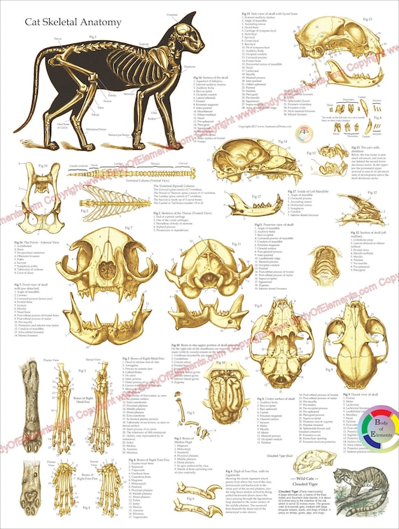 Anatomie Van De Schedel Van Een Kat Skelet Kat Weetjes Over Katten.