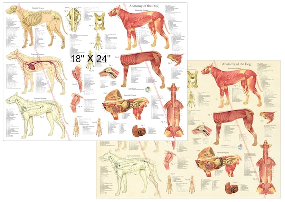 Dog Muscle Diagram