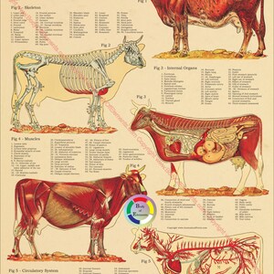 Póster de anatomía interna vascular del músculo esquelético de la vaca ...
