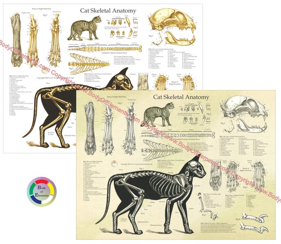 Anatomie Du Chat Et De L'homme Les Articulations Du Chat | Doppelherz