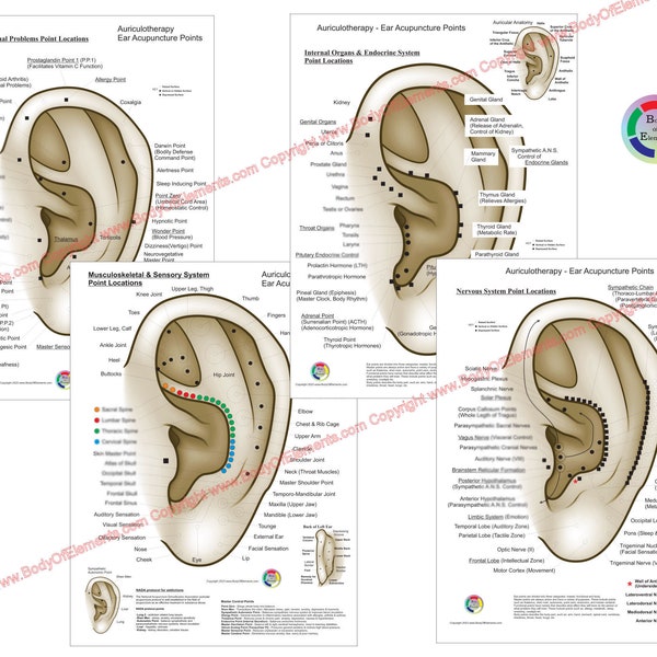 Auricular Acupuncture Charts - Etsy