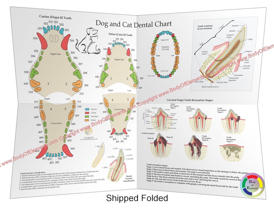 Dog and Cat Veterinary Dental Tooth Decay Numbering Poster Wall Chart ...