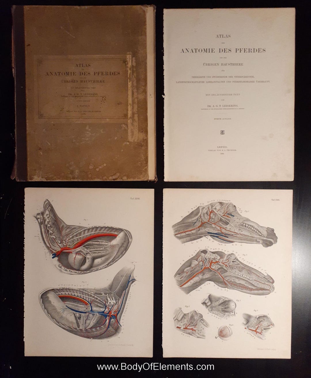 Atlas Der Anatomie Des Pferdes 1888 A. G. T. Leisering Horse Anatomy ...