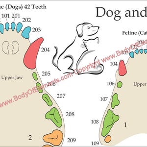 Dog and Cat Veterinary Dental Tooth Decay Numbering Poster Wall Chart ...