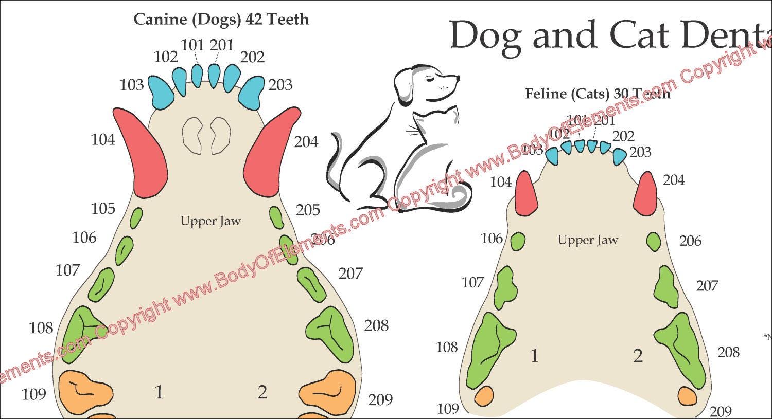 Diagrama De Dentes Caninos Humanos 332 Diagram Of Human Teeth Stock