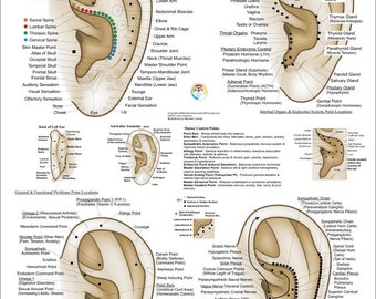 Ear Acupuncture Chart | Etsy