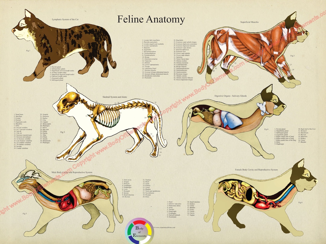 Cat Feline Skeletal Muscle Internal Organ Veterinary Anatomy Poster ...