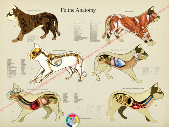 Feline Anatomy Poster Cat Health And Anatomy Charts Clinical Charts