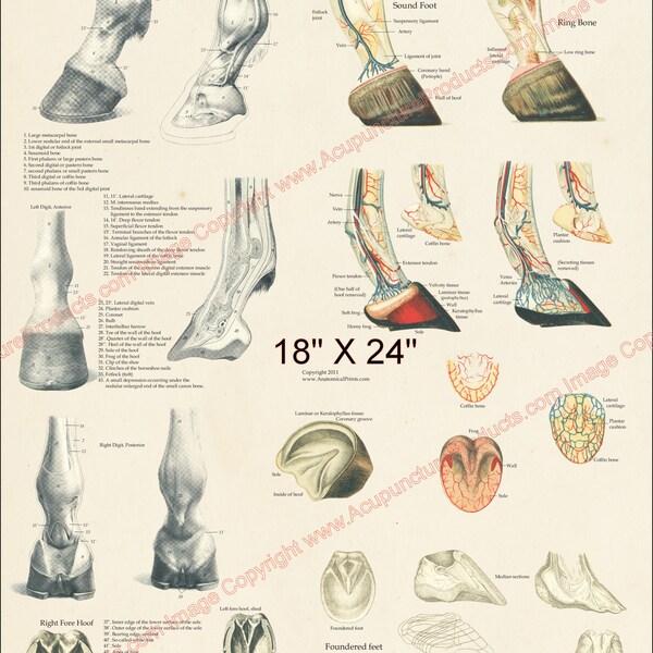Paard anatomie poster - Etsy Nederland