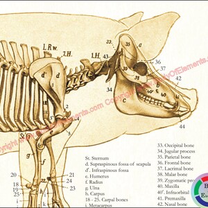 Pig Skeletal and Muscular Veterinary Anatomy Poster Porcine Wall Chart ...