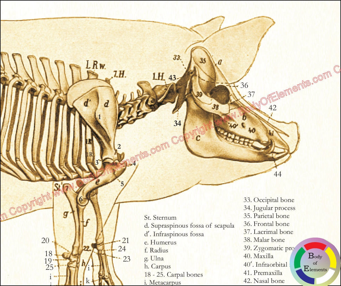 Pig Skeleton Anatomy