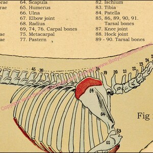 Sheep Skeletal Muscle Internal Anatomy Poster Veterinary Anatomical ...