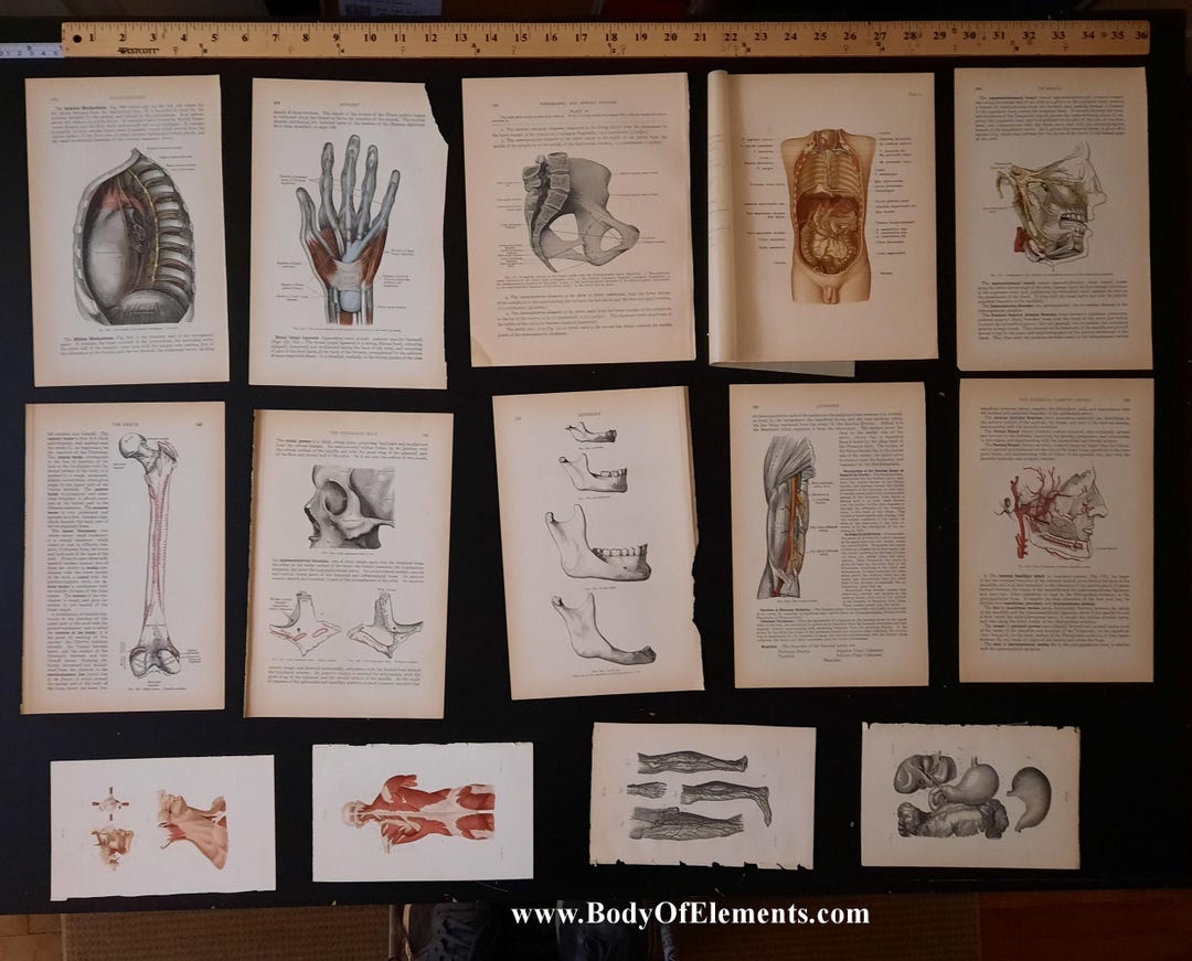 Vintage Medical Ephemera Original Prints Junk Journal Book Pages ...