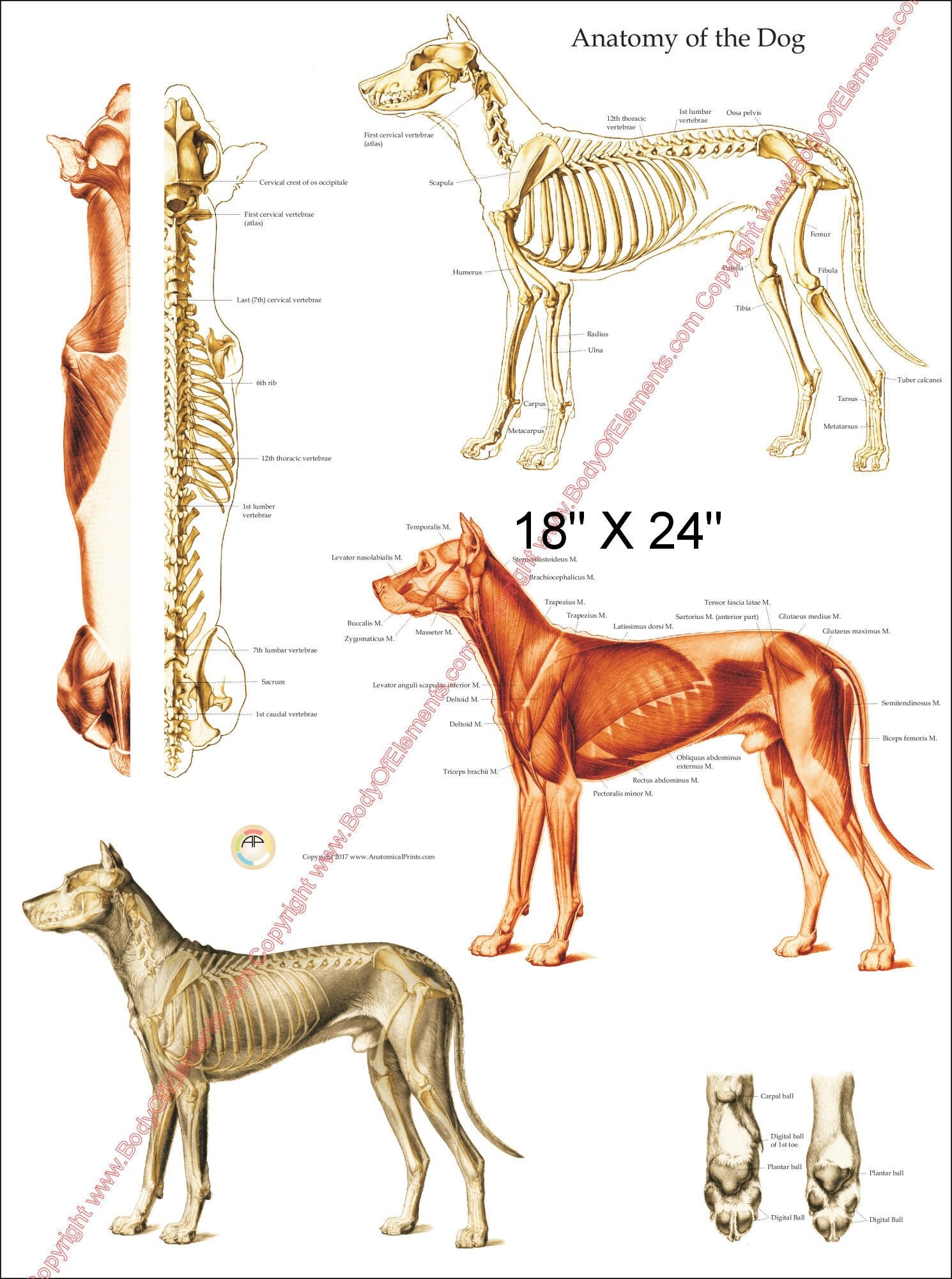 Dog Muscle Diagram
