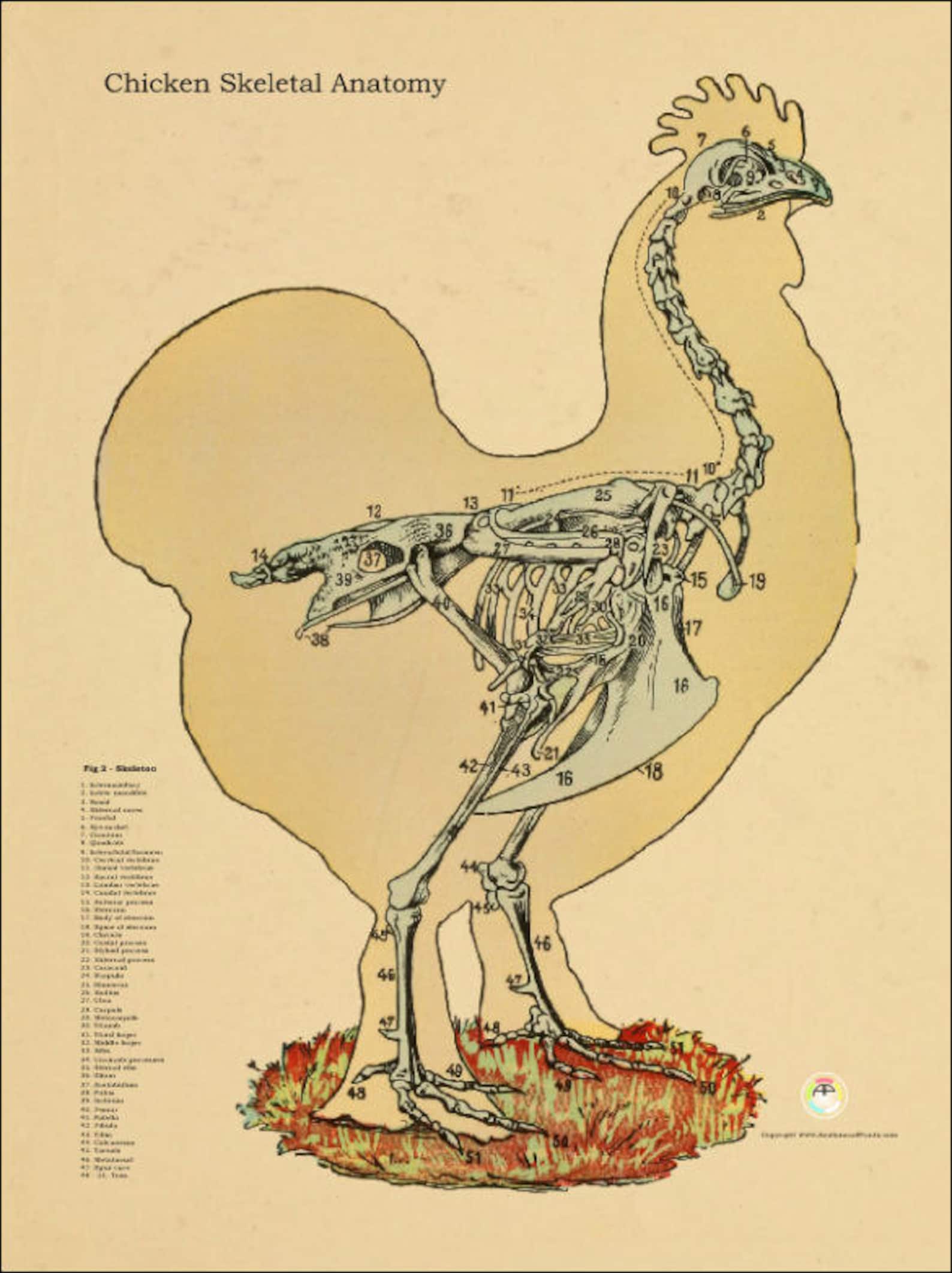 Chicken Skeletal Anatomy Poster 18 X 24 | Etsy