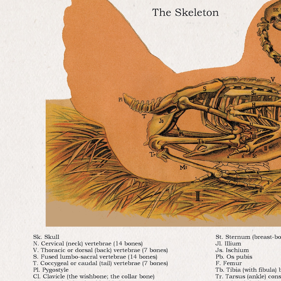 Huhn Henne Muskel Skelett Anatomie Poster 18 X 24 - Etsy.de