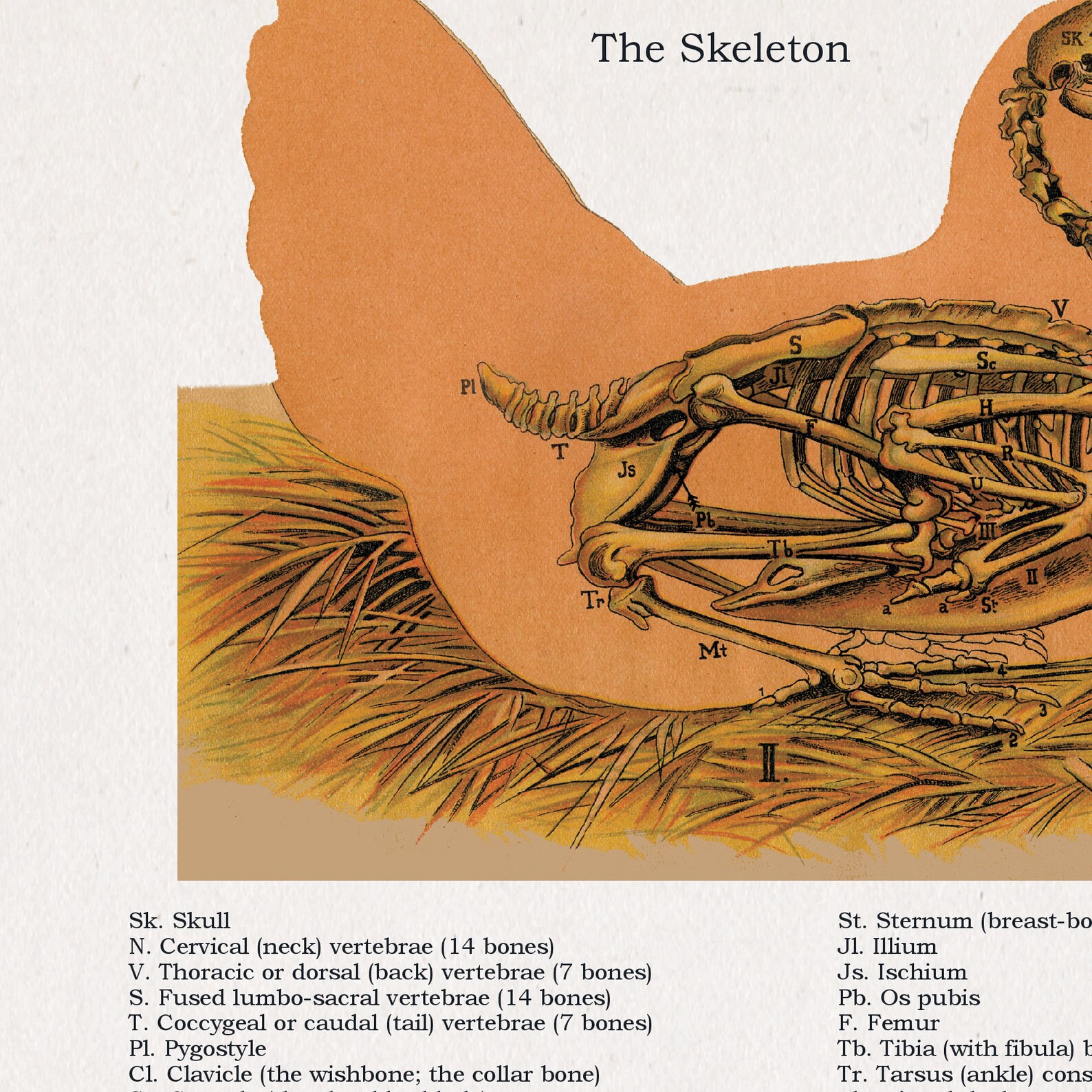 Chicken Hen Muscle Skeletal Anatomy Poster 18 X 24 | Etsy