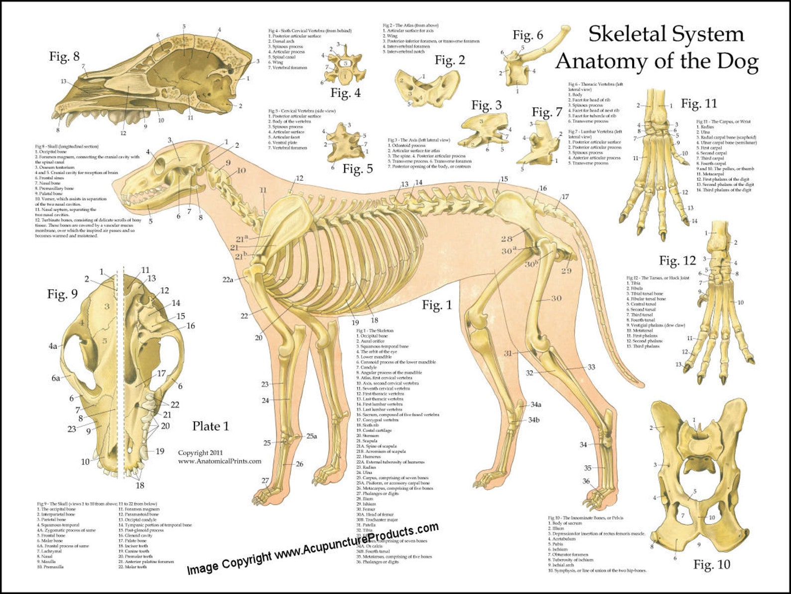 Hund Skelett Schädel Anatomie Poster 18 X 24 - Etsy