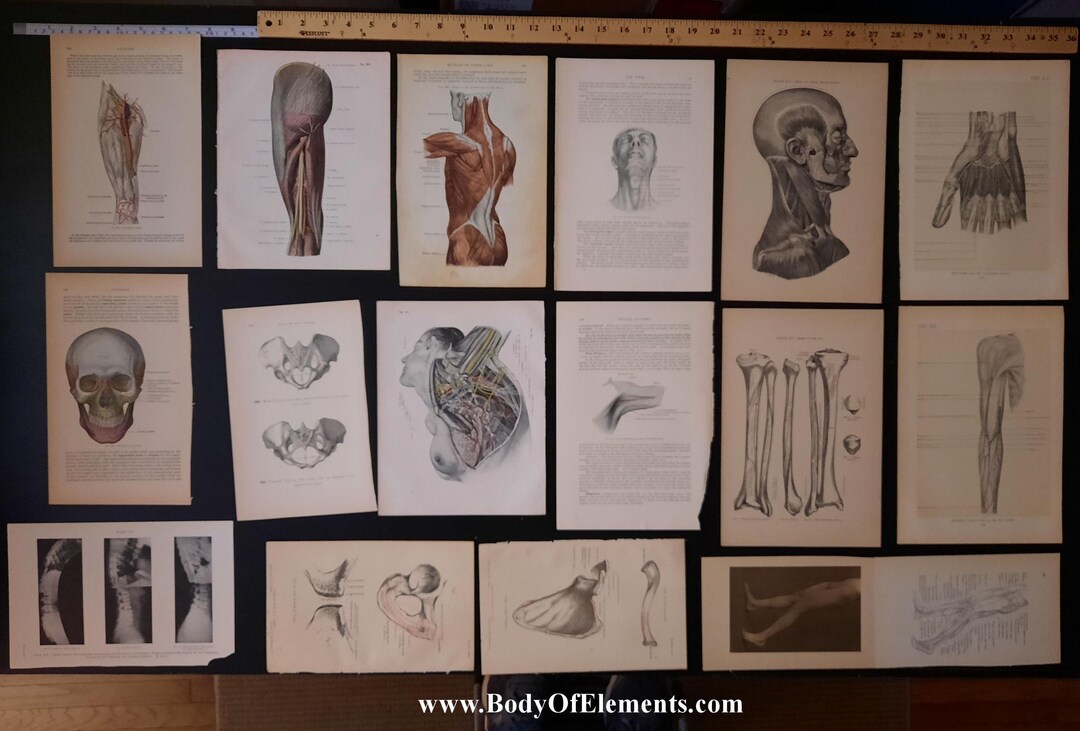 Vintage Medical Ephemera Original Prints Junk Journal Book Pages ...
