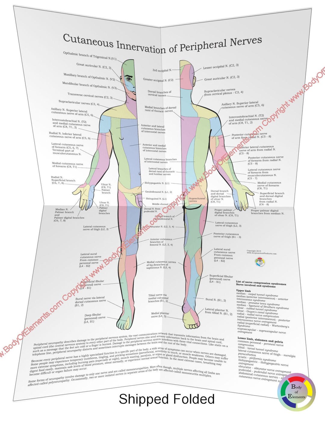 Cutaneous Innervation of Peripheral Nerves Chiropractic Poster Medical ...