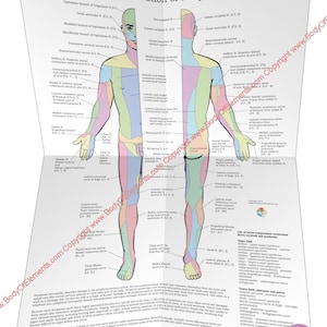 Cutaneous Innervation of Peripheral Nerves Chiropractic Poster Medical ...