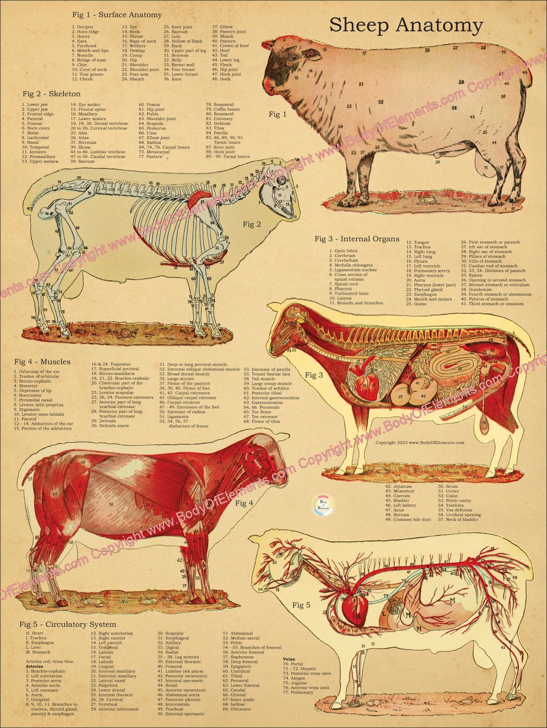 Sheep Skeletal Muscle Internal Anatomy Poster Veterinary Anatomical ...