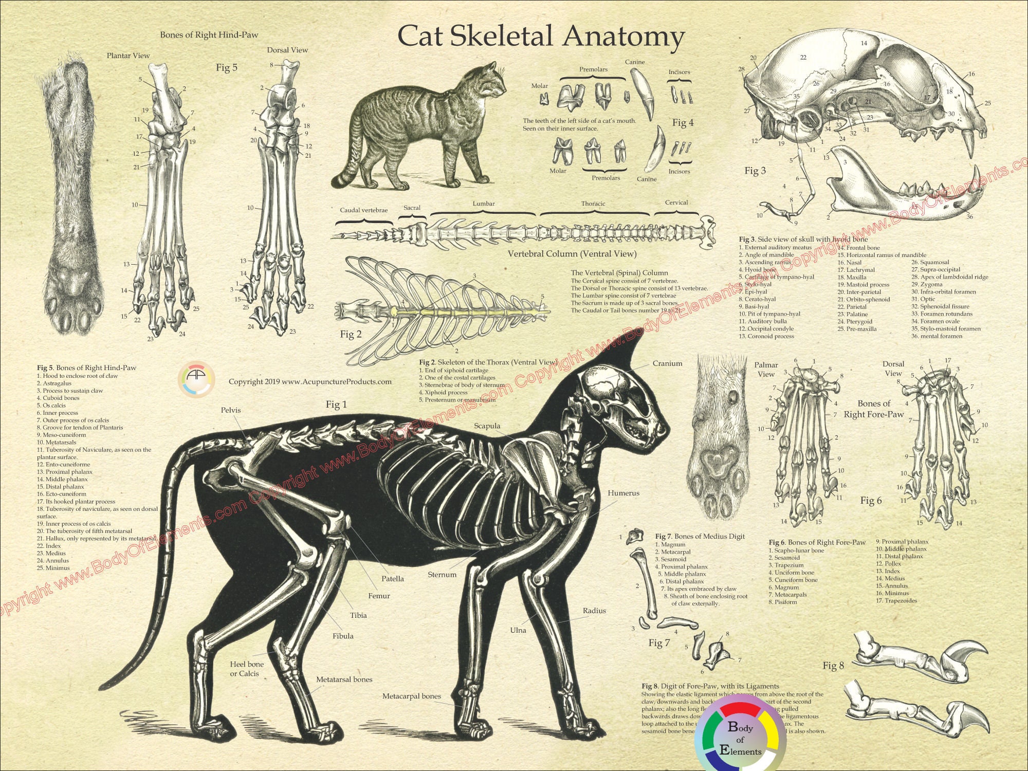 Anatomie Van De Schedel Van Een Kat Skelet Kat Weetjes Over Katten.