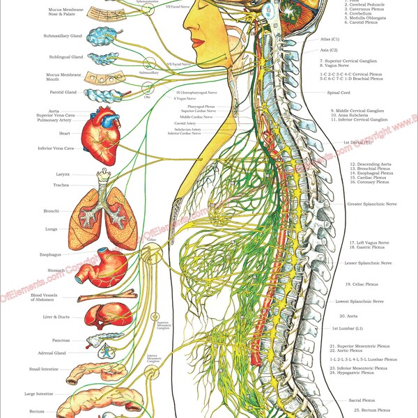 Anatomy Poster Nervous System - Etsy
