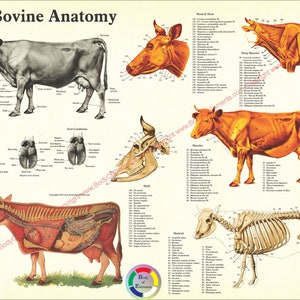 Póster de anatomía del pie esquelético del músculo bovino de vaca ...