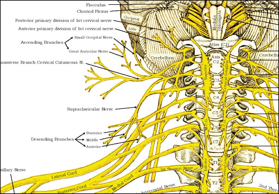 Chiropractie Spinale Zenuwen En Wervel Subluxatie Poster 18 Etsy 