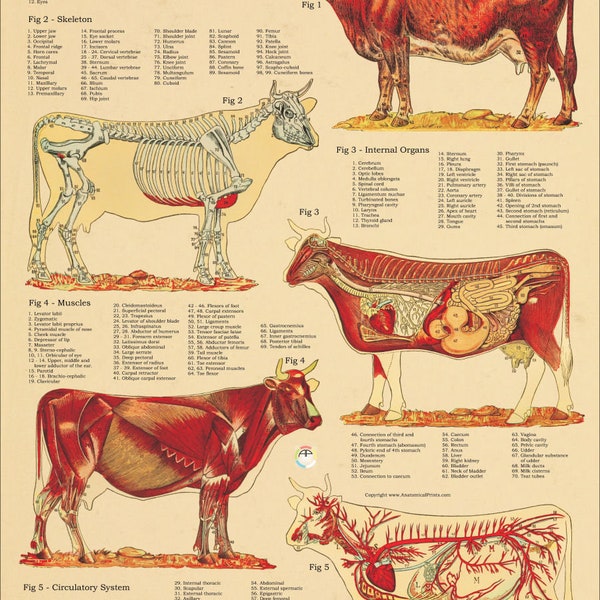 Skeletal Anatomy Chart Poster - Etsy