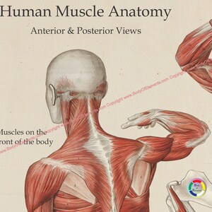 Human Muscle Anatomy Poster Anterior and Posterior Views- 24" X 36 ...