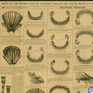 Equine Age of Horse by Teeth Poster Veterinary Dental Anatomical Chart ...