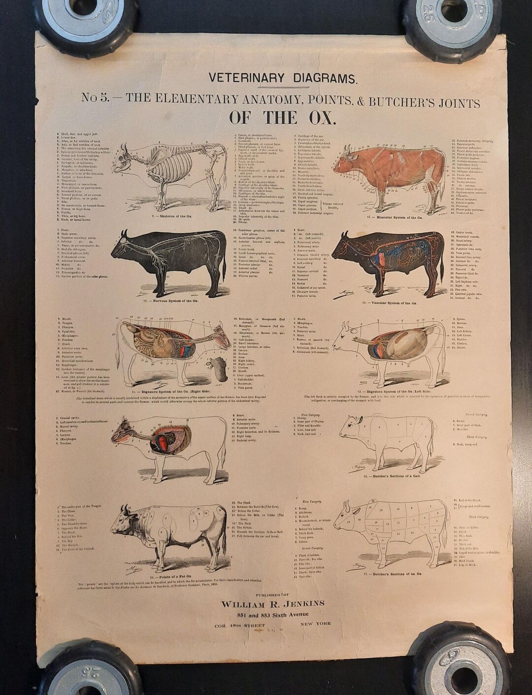 Vintage Veterinary Ox Cow Anatomy Illustrations Anatomical Wall Chart ...