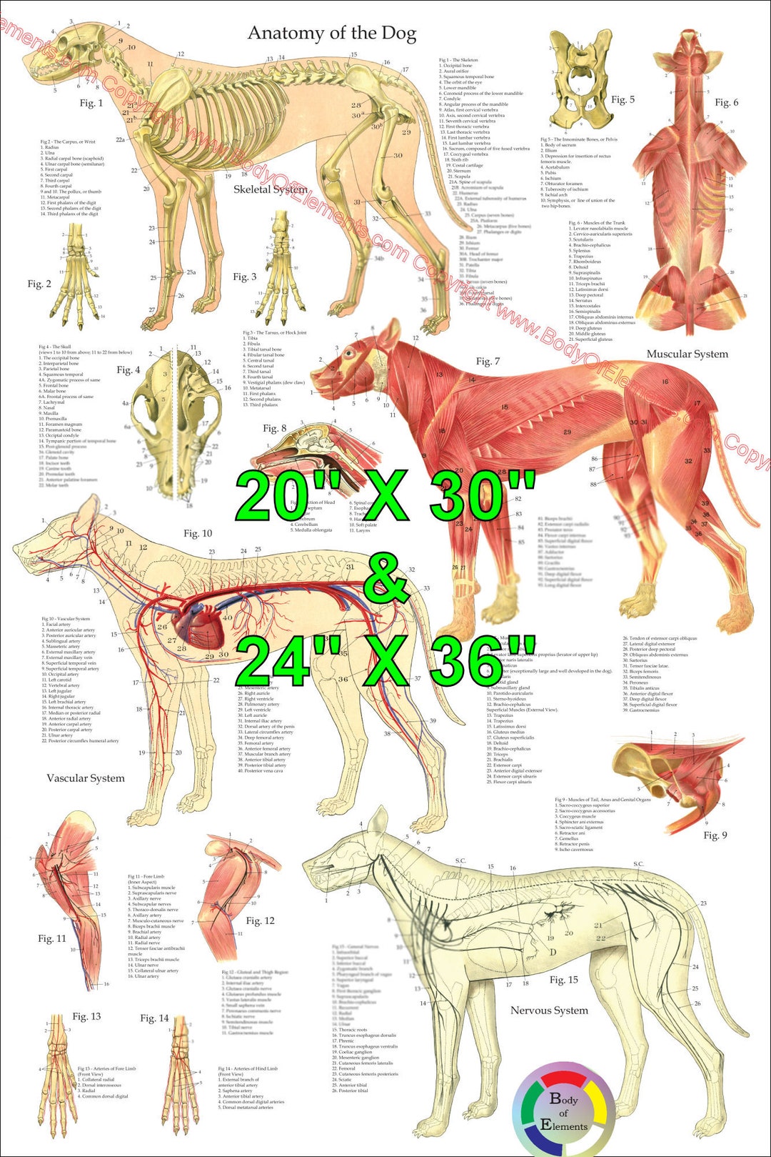 Dog Muscle Skeletal Nerves Anatomy Poster Canine Veterinary Anatomical ...