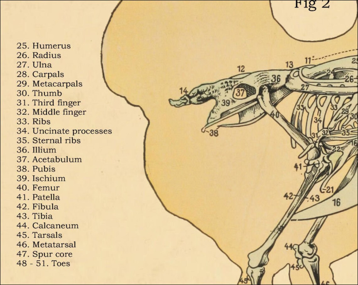 Huhn Skelett interne Anatomie Poster 18 X 24 | Etsy