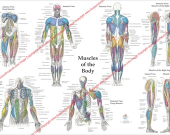 Human Muscle Anatomy Poster - Etsy Australia
