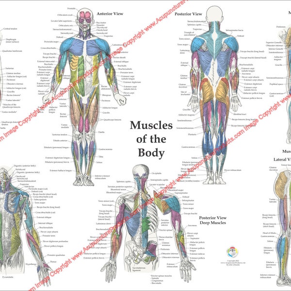 Human Muscle Anatomy Poster - Etsy Australia