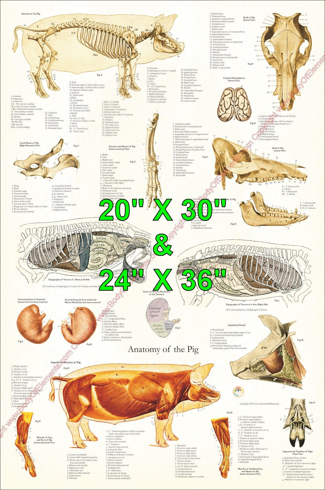 Pig Anatomy Poster Veterinary Anatomical Muscular Skeletal Wall Chart ...