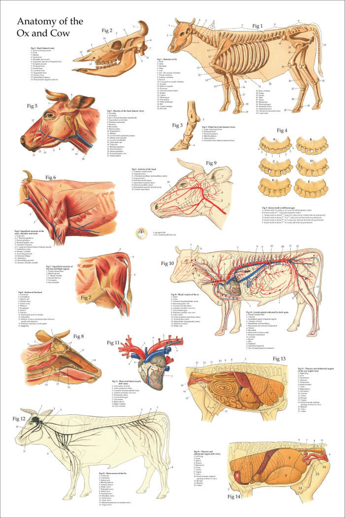 Cow Skeletal Muscle Anatomy Poster Wall Chart 20 X - Etsy