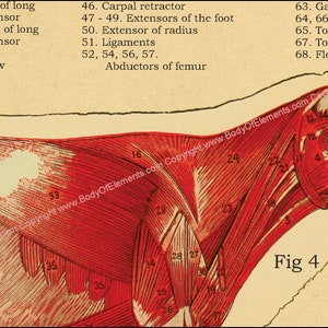 Sheep Skeletal Muscle Internal Anatomy Poster Veterinary Anatomical ...