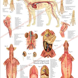 3 Dog Muscular Skeletal Nerves Canine Anatomy Posters 18 X 24 ...
