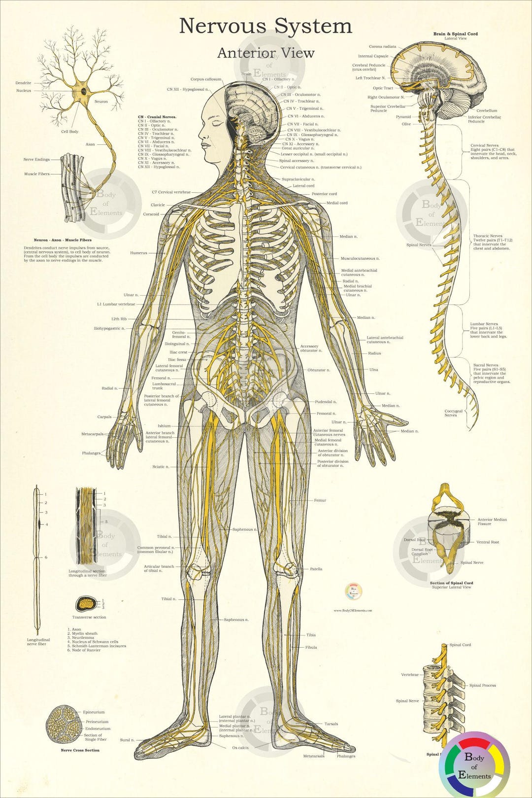 Nervous System Anatomy Poster Medical Chiropractic 20" X 30" & 24" X 36 ...