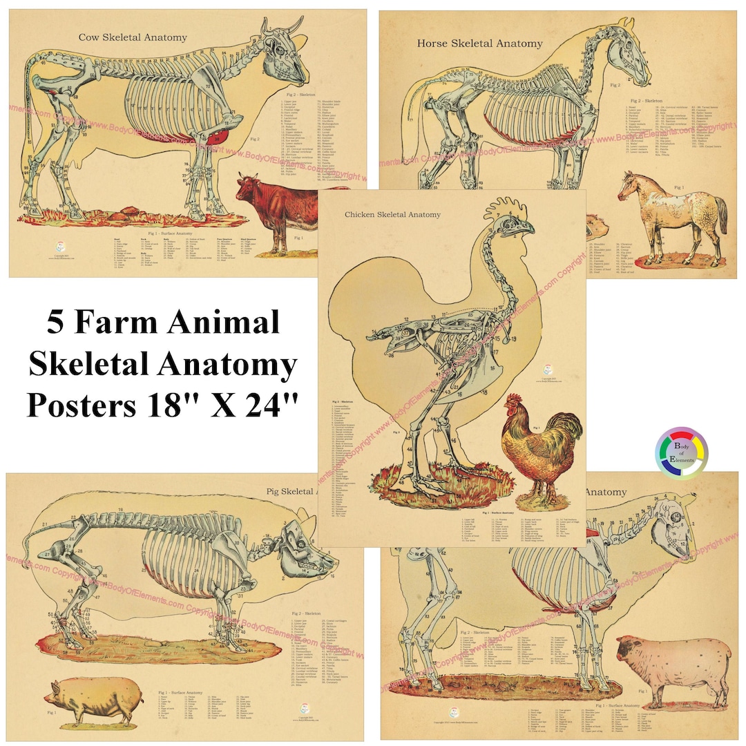 5 Farm Animal Skeletal Anatomy Posters Horse Cow Pig Sheep Chicken 18 ...