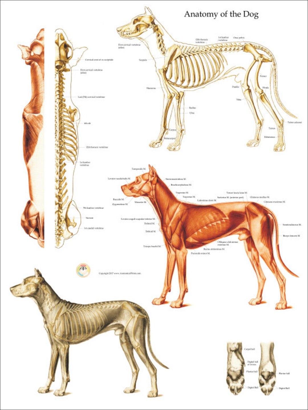 Dog Muscle Skeletal Anatomy Poster Wall Chart 18 X - Etsy
